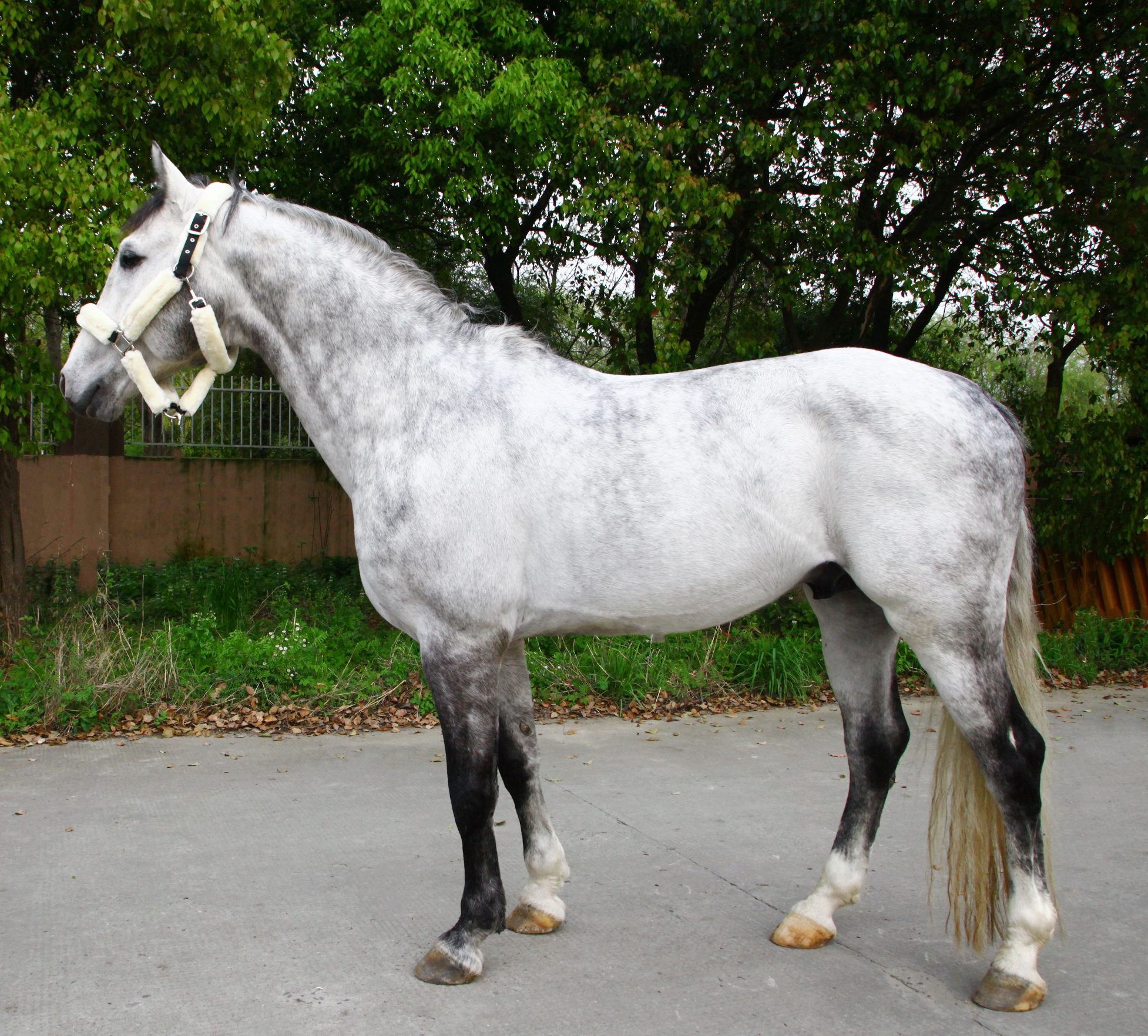 Licensed Stallions – North American Studbook
