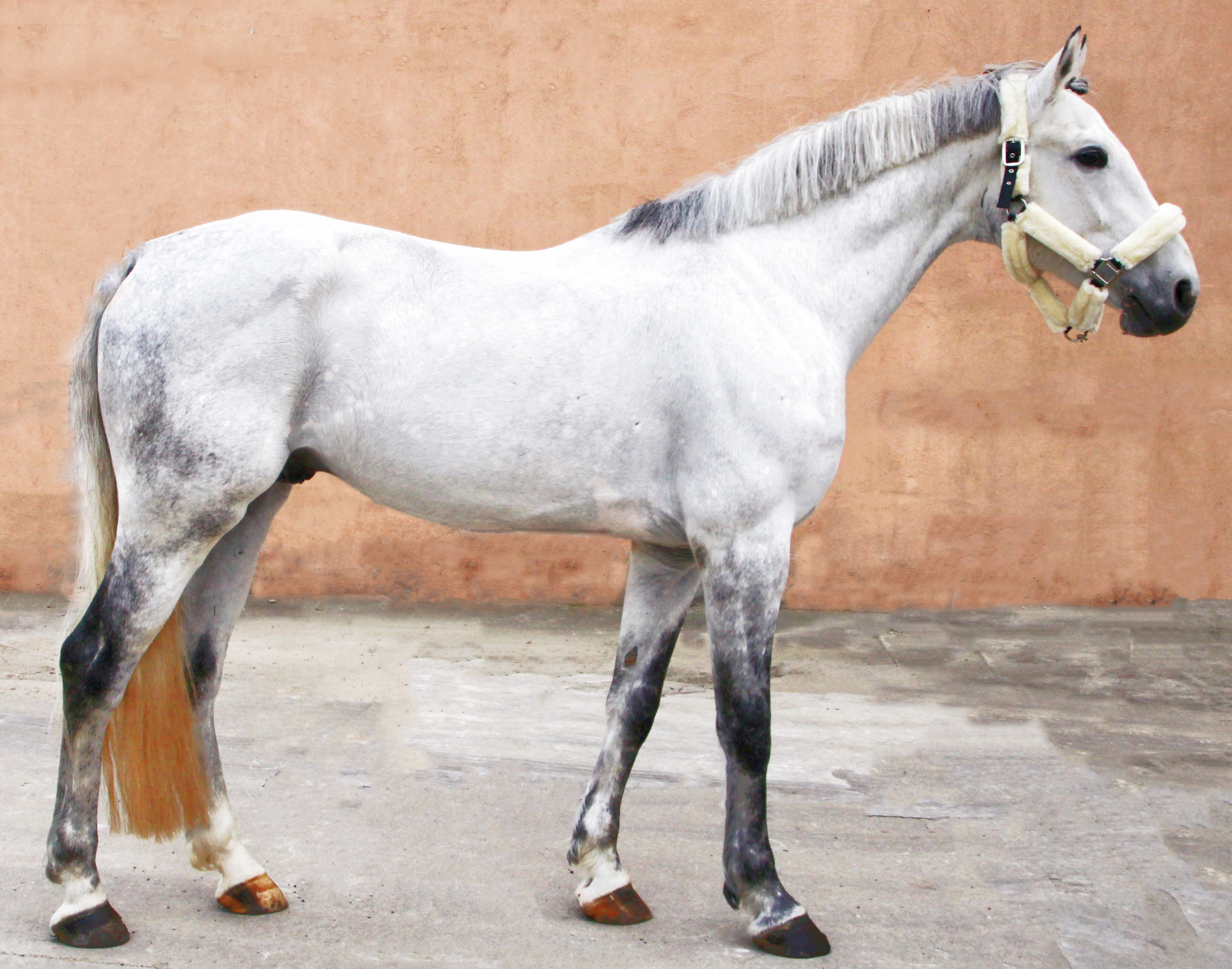 Licensed Stallions – North American Studbook